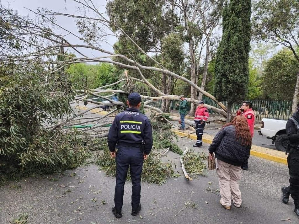 Fuerte viento derriba árbol en Urawa Toluca (2023) - Muspato