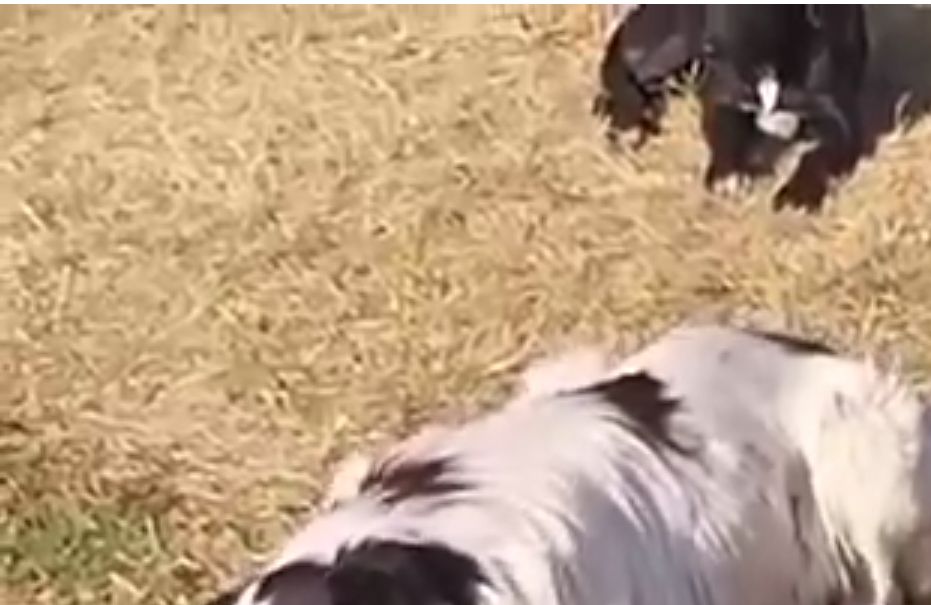 Perros descubren cr@neo humano en terreno baldío de Ecatepec - Muspato