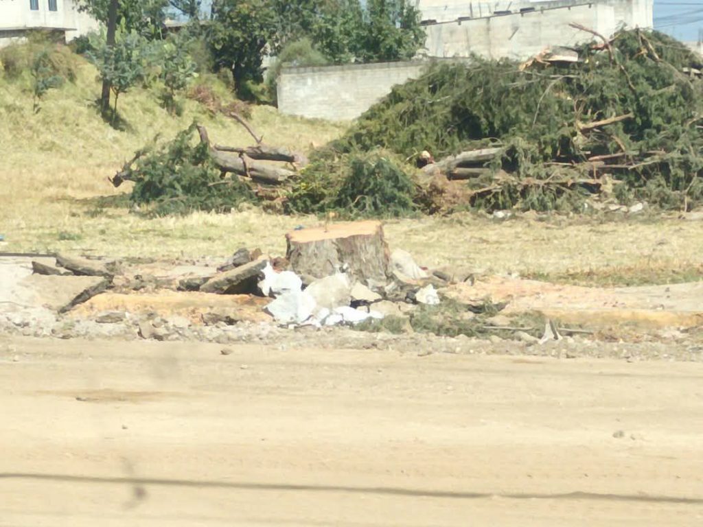 Habitantes De Santa Cruz Atizapán Denuncian Ecocidio Por Tala